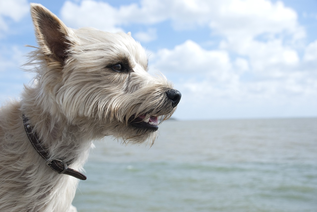 4,000+ Free Scottish Terrier & Dog Images - Pixabay