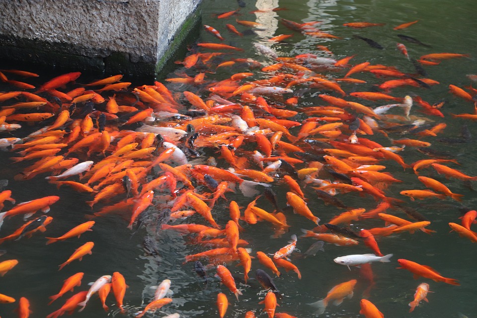 Lucky Charm Pond China - Pixabay上的免费照片