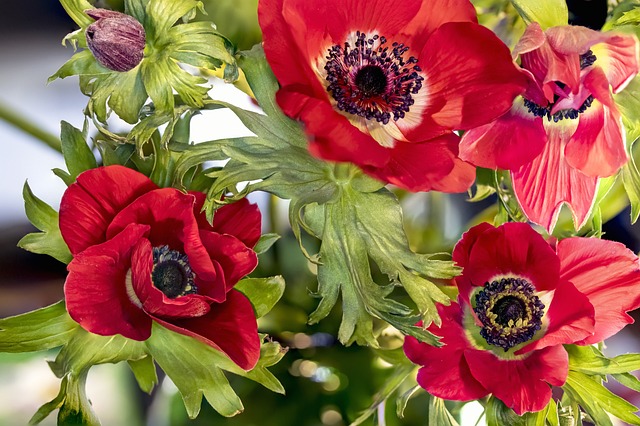 Flowers Anemones Flower - Free photo on Pixabay - Pixabay