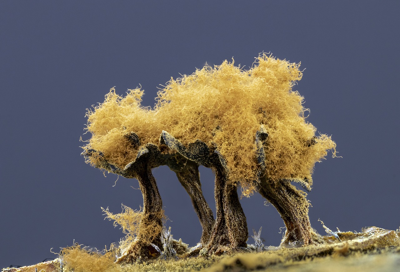Slime Mold Micro Macro - Free photo on Pixabay