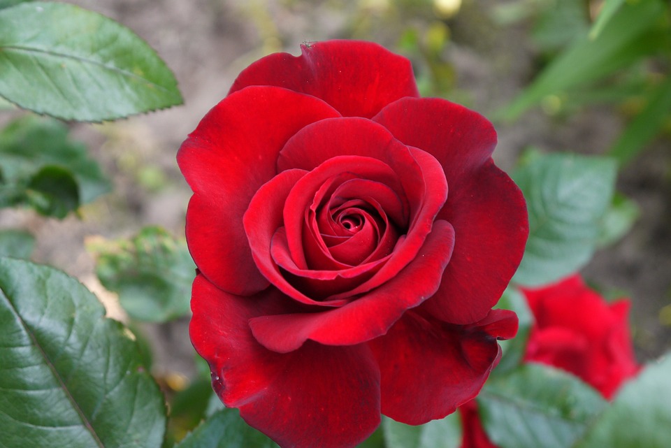 Rose Red Virág Piros Valentin - Ingyenes fotó a Pixabay-en - Pixabay