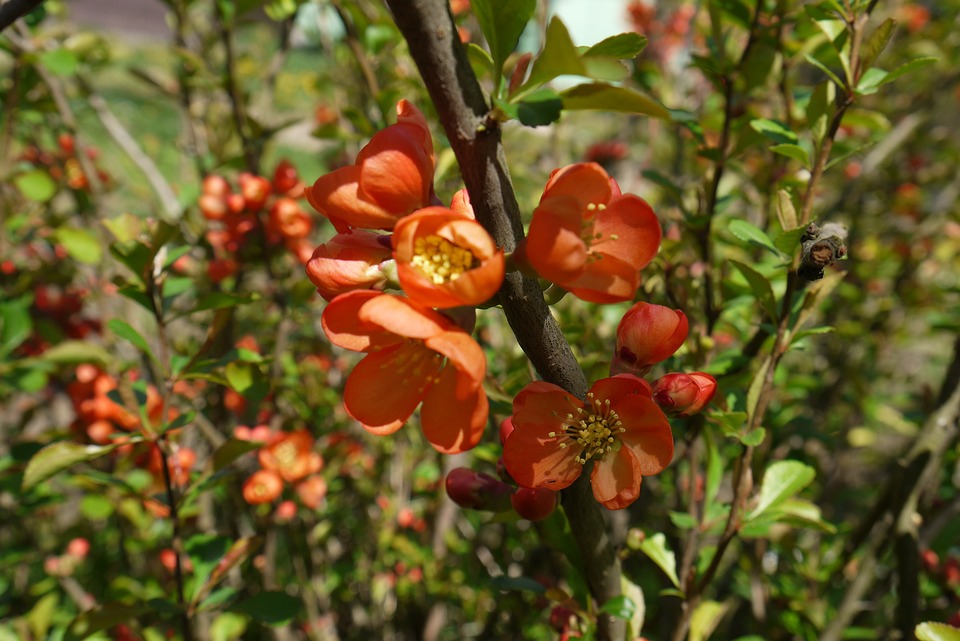Quince Fruit Orange - Free photo on Pixabay