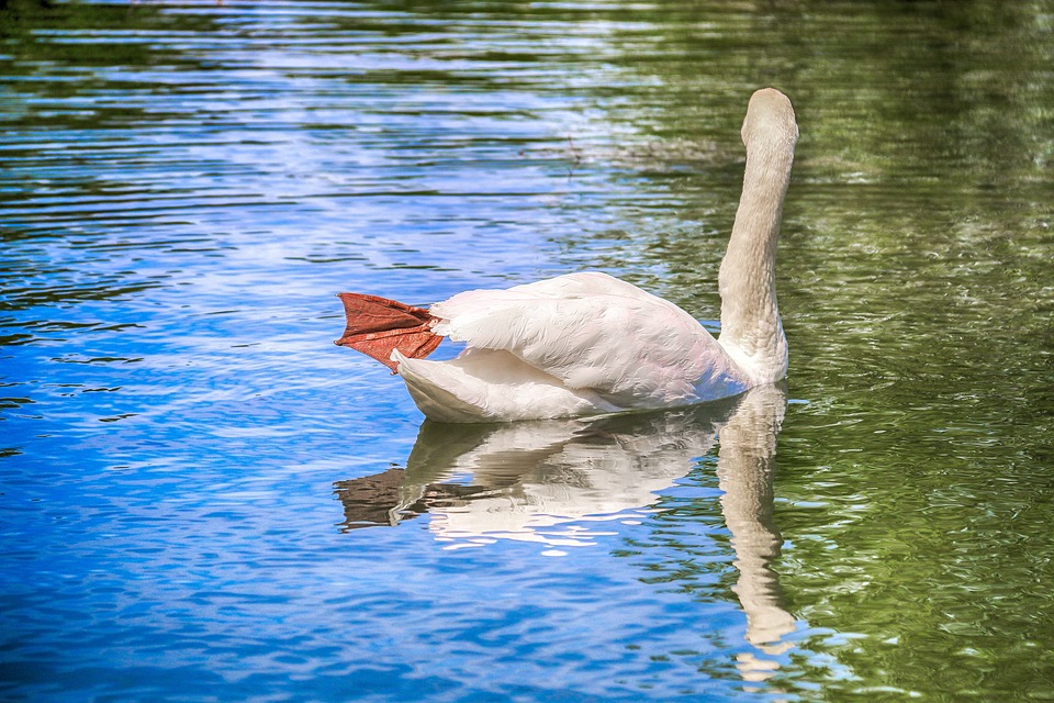 Swan Webbed Back - Free photo on Pixabay - Pixabay