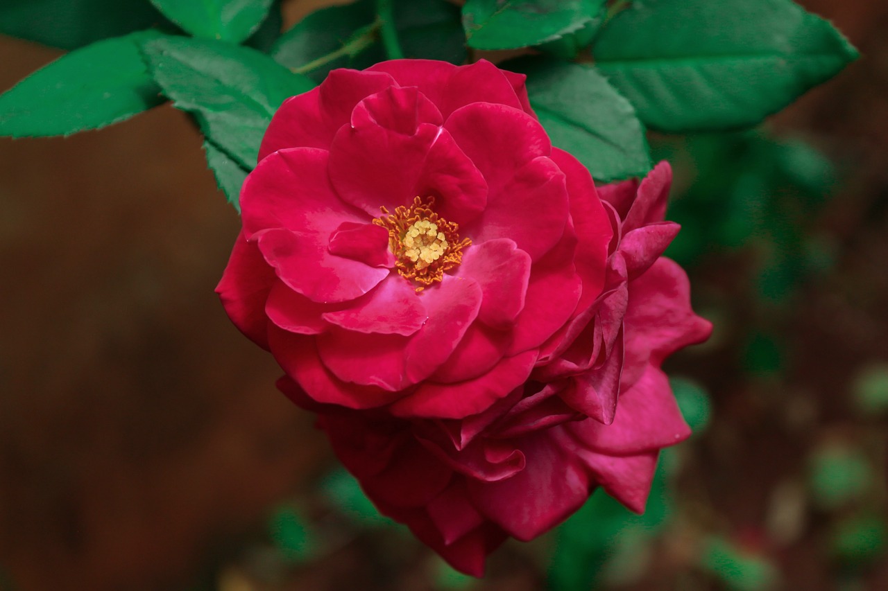 Bunga Alam Kebun Merah - Foto gratis di Pixabay - Pixabay