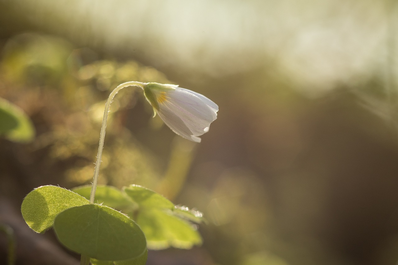Blanche L'Été Le Printemps - Photo gratuite sur Pixabay - Pixabay