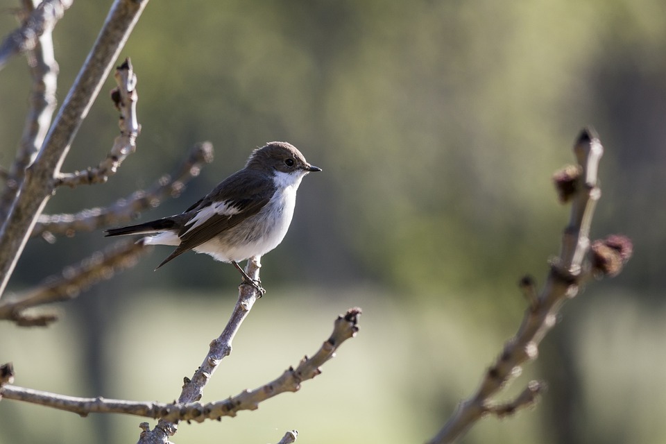 European Pied Flycatcher Ficedula - Free photo on Pixabay - Pixabay
