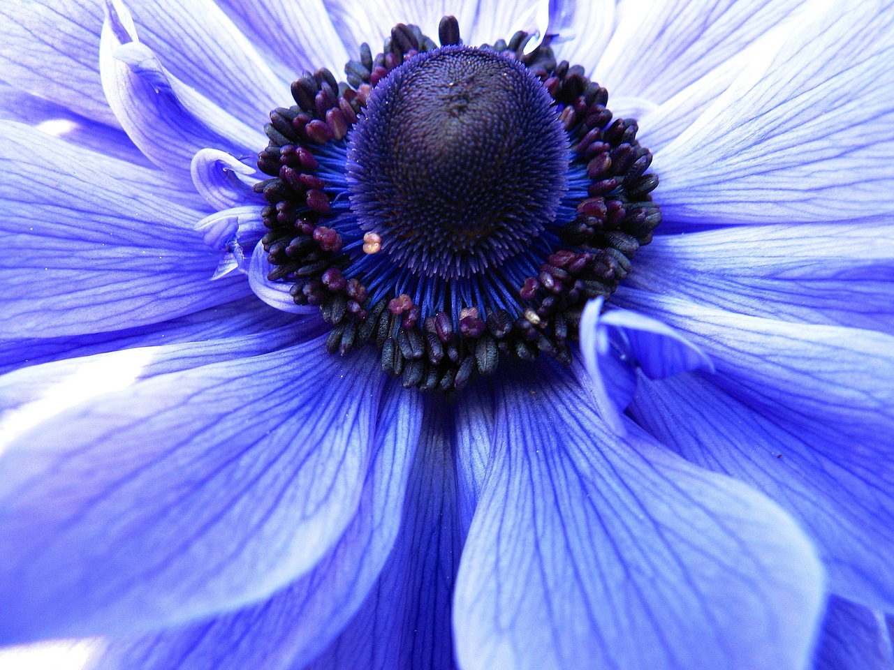 Anemone Blue Flower - Free photo on Pixabay - Pixabay