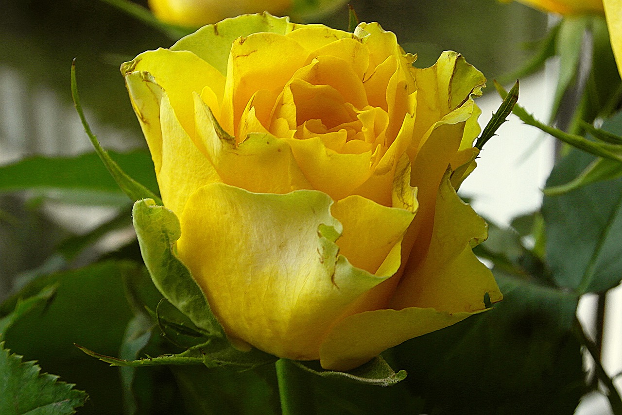 Rose Jaune Fleurs Claire - Photo gratuite sur Pixabay - Pixabay