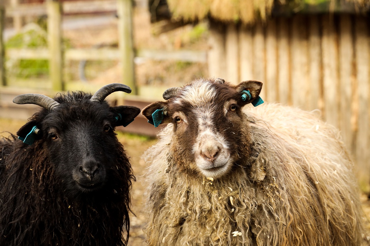 Le Mouton Animal Cultiver - Photo gratuite sur Pixabay - Pixabay