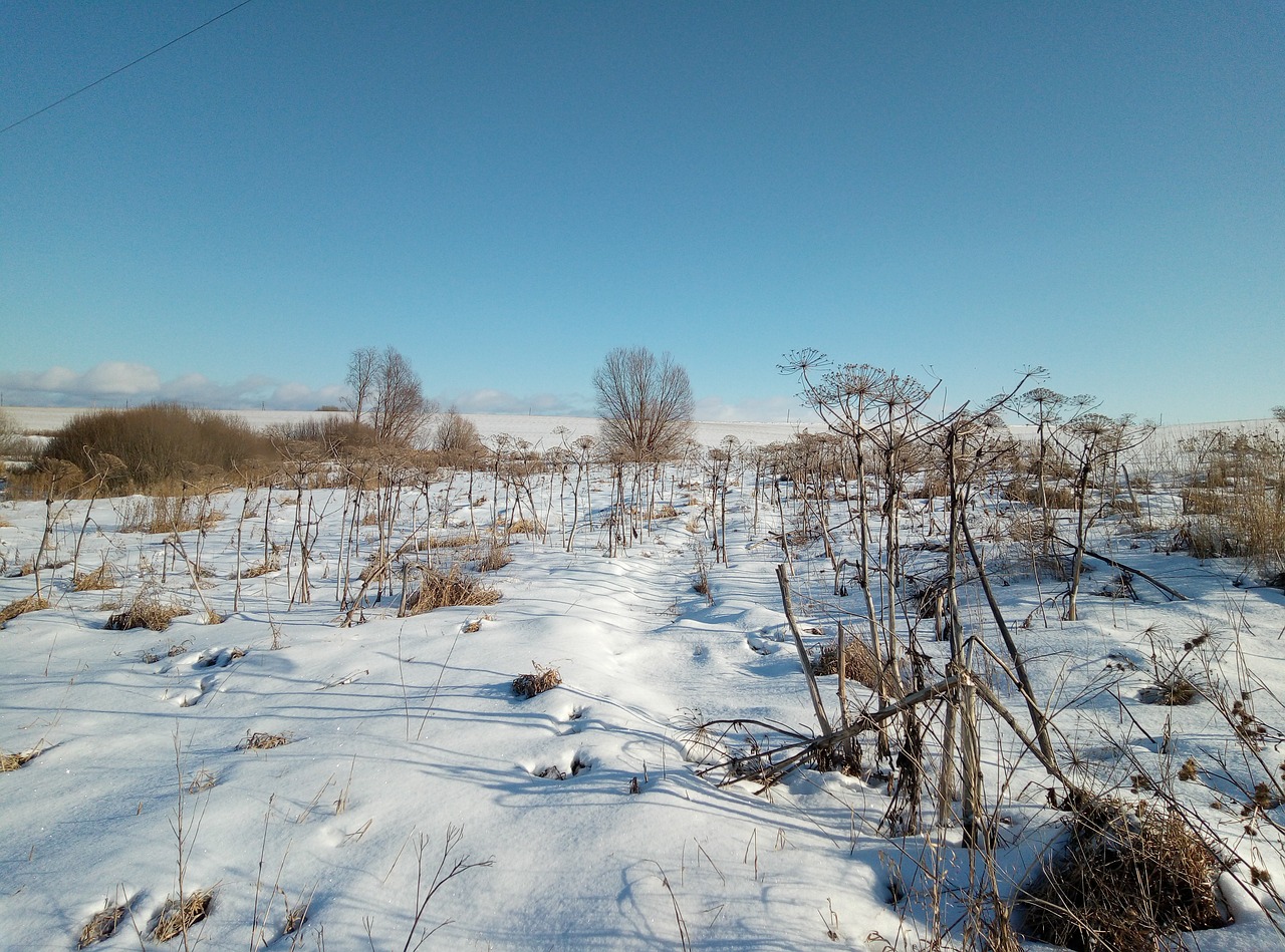 Field Snow Bushes - Free photo on Pixabay