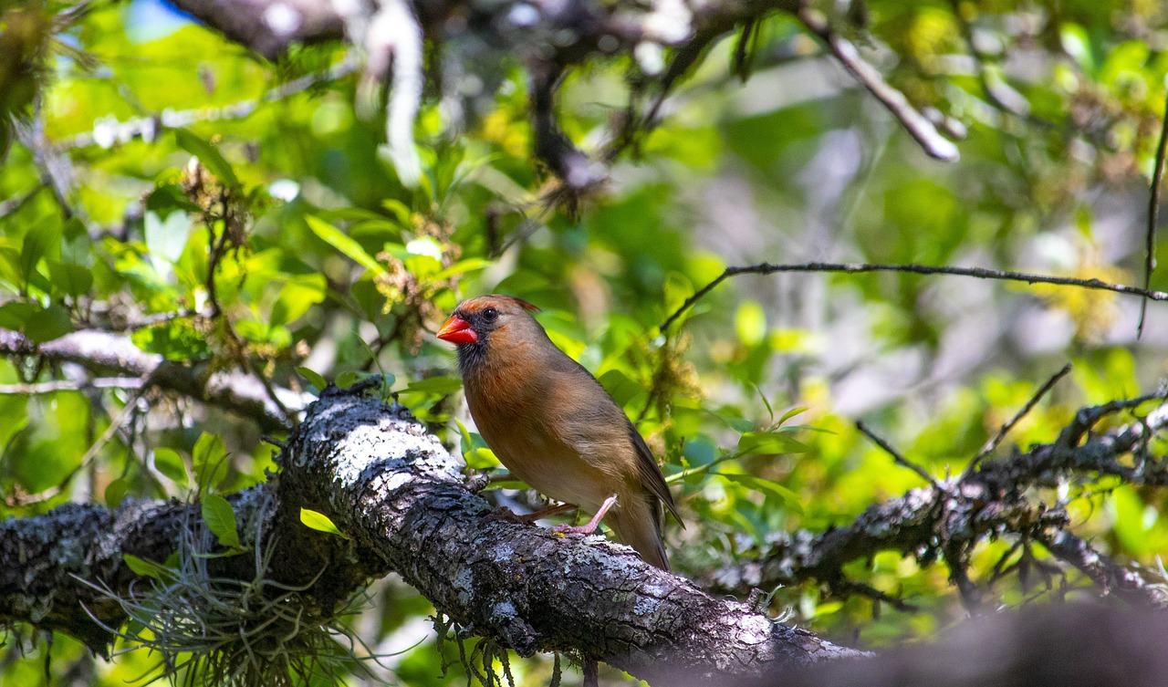 20,000+ Free Female Cardinal & Cardinal Images - Pixabay
