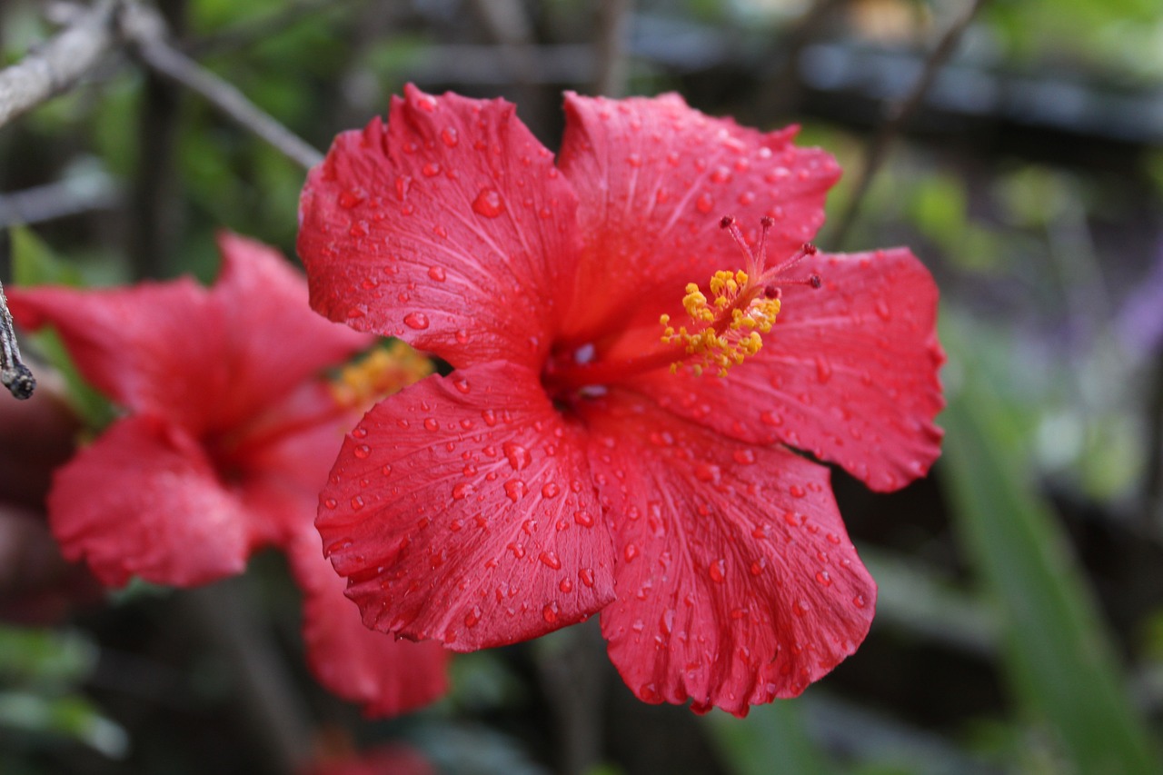 Bunga Kembang Sepatu Merah - Foto gratis di Pixabay - Pixabay