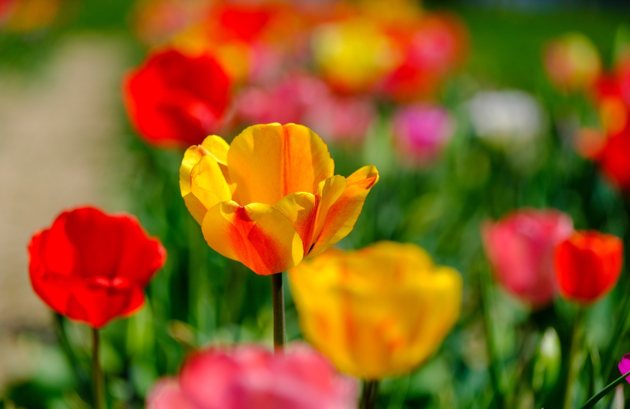 Tulips Spring Flower - Free photo on Pixabay - Pixabay