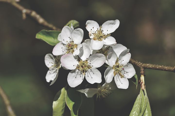 Plus de 200 images de Poiriers En Fleurs et de Printemps - Pixabay