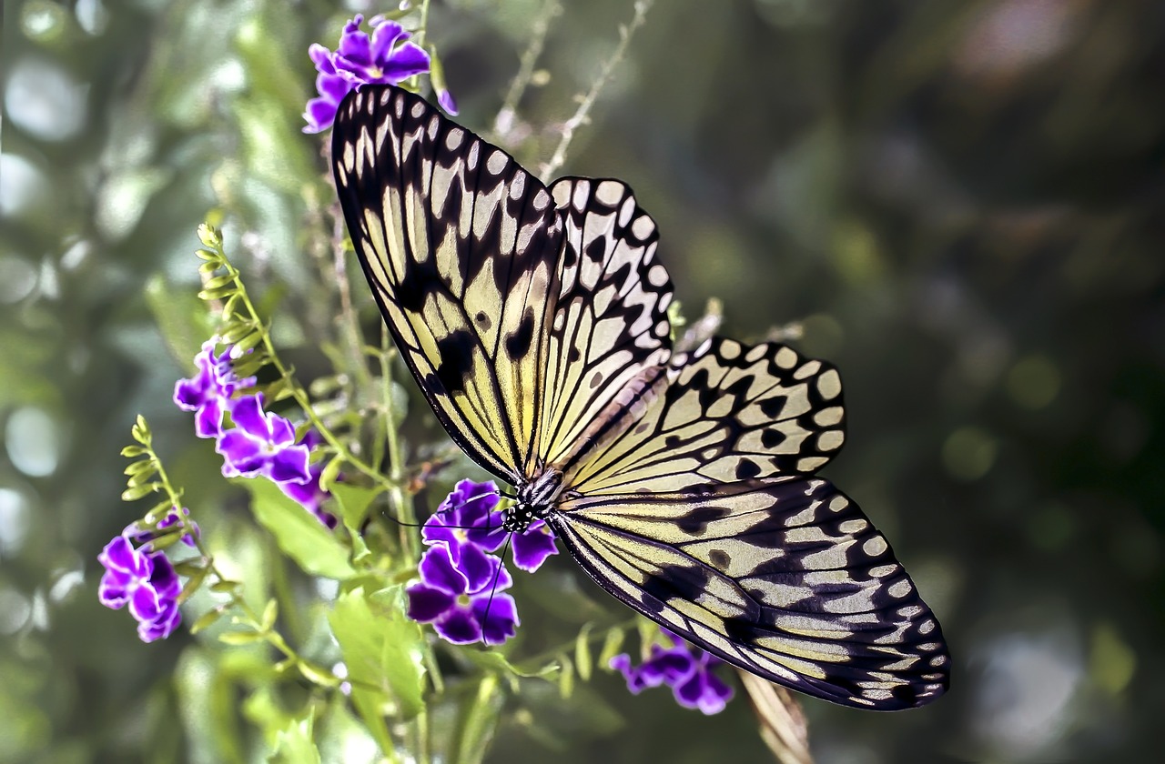 Butterfly Tropical - Free photo on Pixabay - Pixabay
