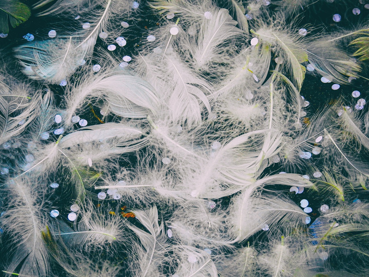 Feathers Fluff Confetti - Free photo on Pixabay