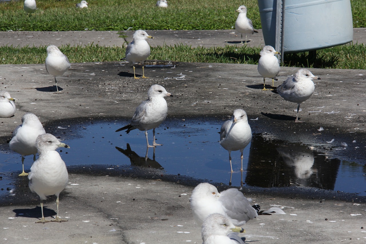Burung Merpati Cerminan - Foto gratis di Pixabay - Pixabay