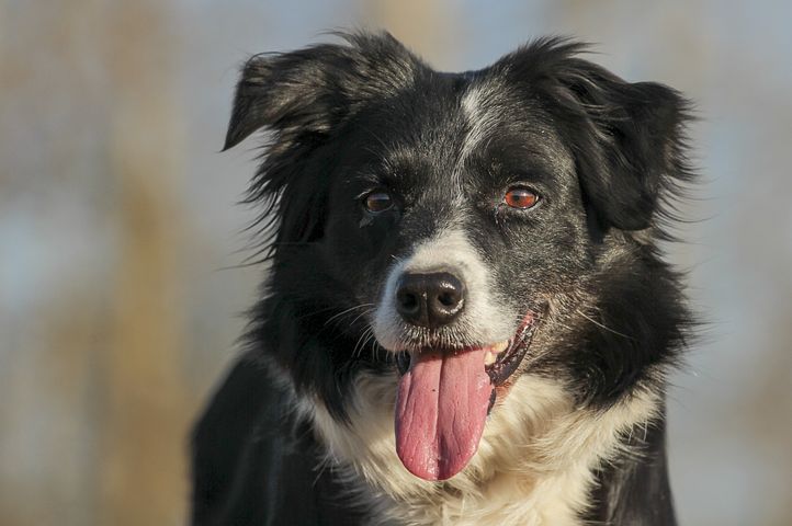 100+ Free Working Dog & Dog Images