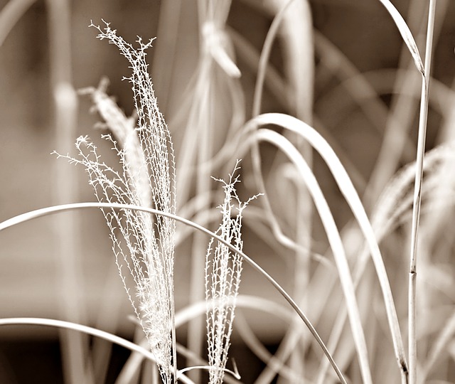 Más de 10 000 imágenes gratis de Cesped y Naturaleza - Pixabay