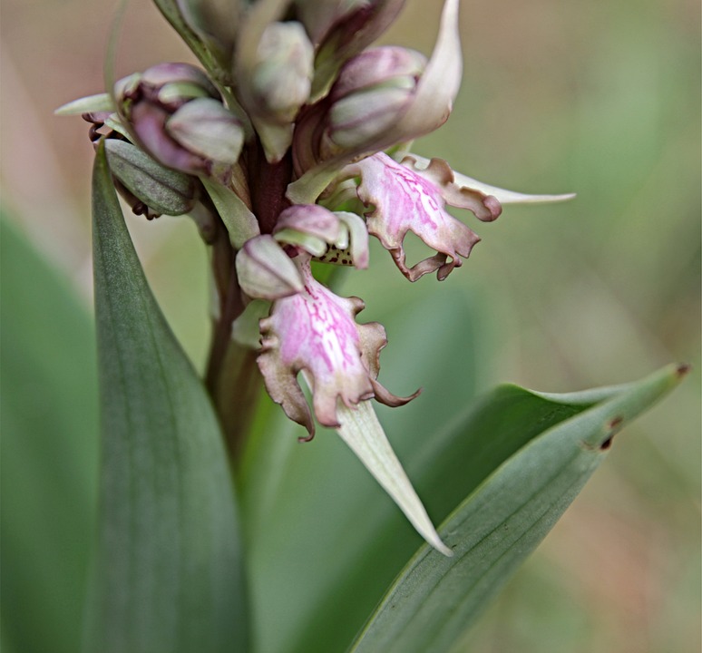 Orchid Wild Flower - Free photo on Pixabay