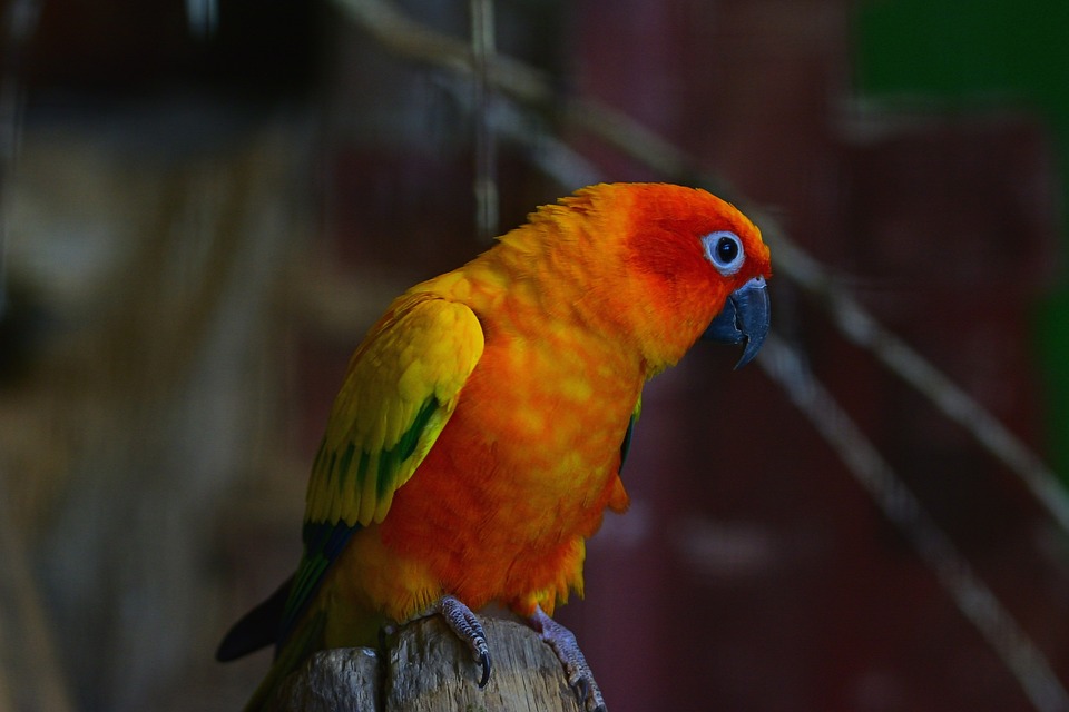 Nature Wildlife Parakeet - Free photo on Pixabay