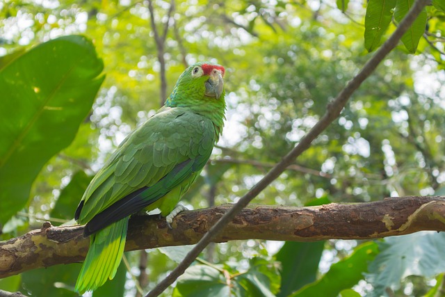 Loro Ave Verde - Foto gratis en Pixabay - Pixabay