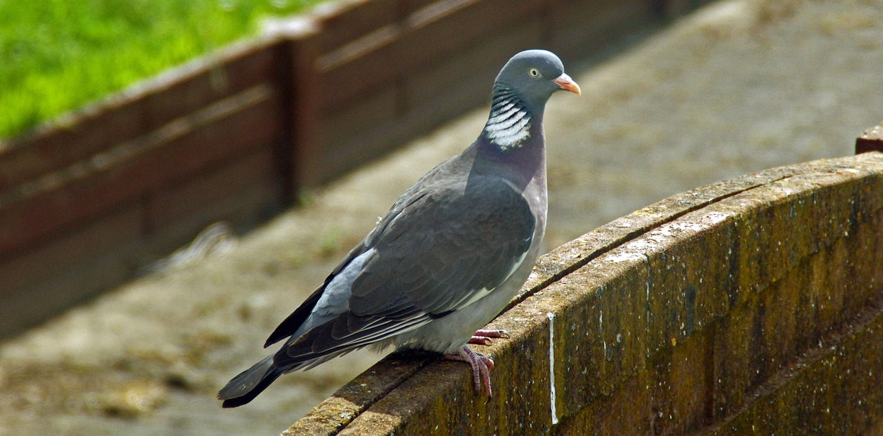 Pombo Selvagem Floresta Orgulho De - Foto gratuita no Pixabay - Pixabay