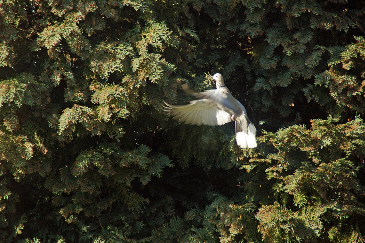 Porumbelul Turturica Aripa A - Fotografie gratuită pe Pixabay - Pixabay