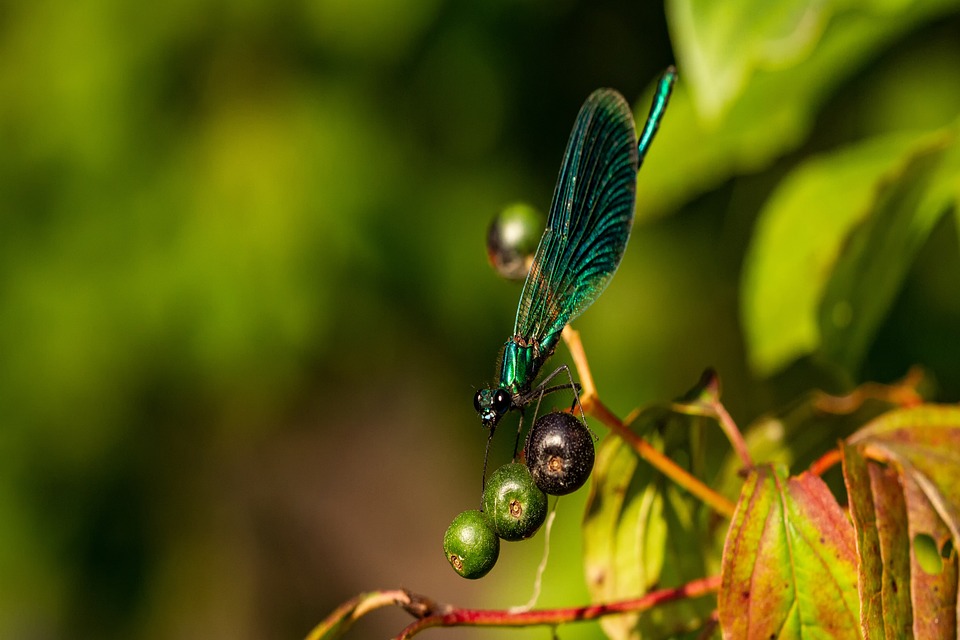La Nature Demoiselle Insecte - Photo gratuite sur Pixabay - Pixabay
