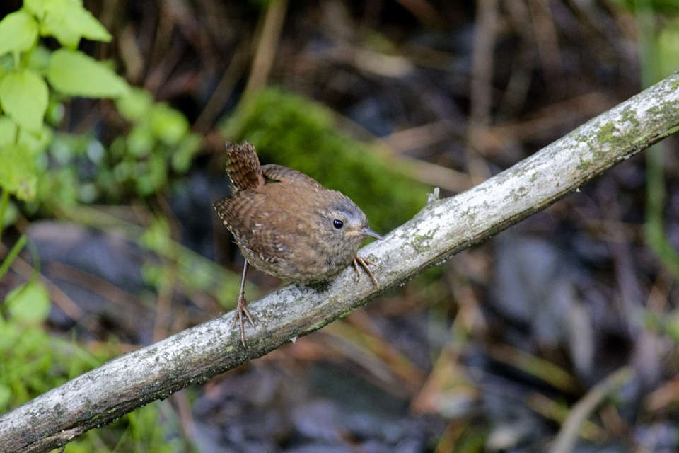Bird Winter Wren - Free photo on Pixabay