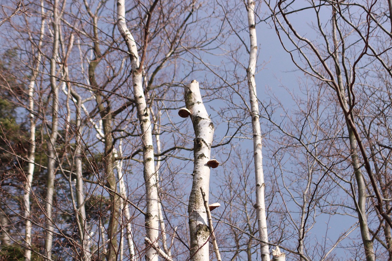 Birch Trees Grove - Free photo on Pixabay - Pixabay