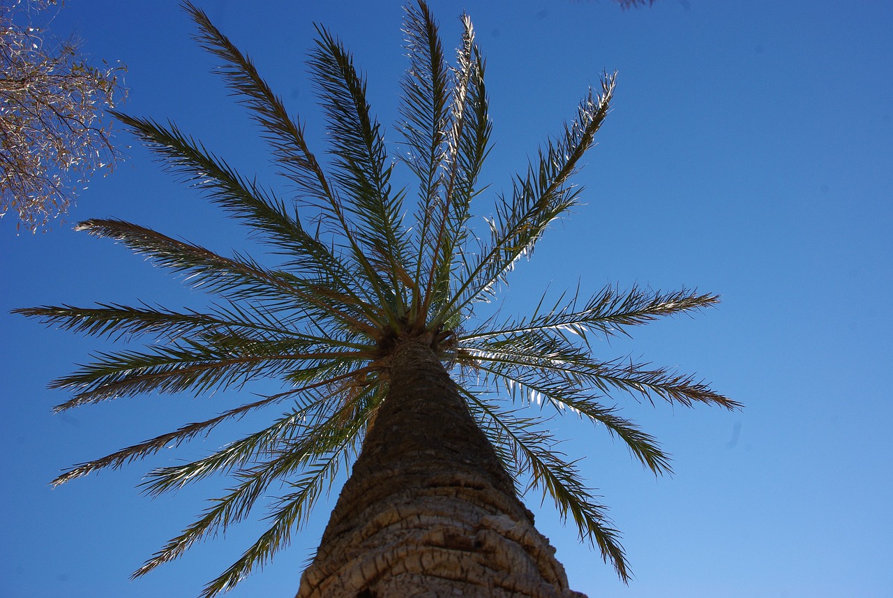 Palm Tree Heaven Beach - Free photo on Pixabay - Pixabay Palm Tree Heaven Beach - Free photo on Pixabay - Pixabay