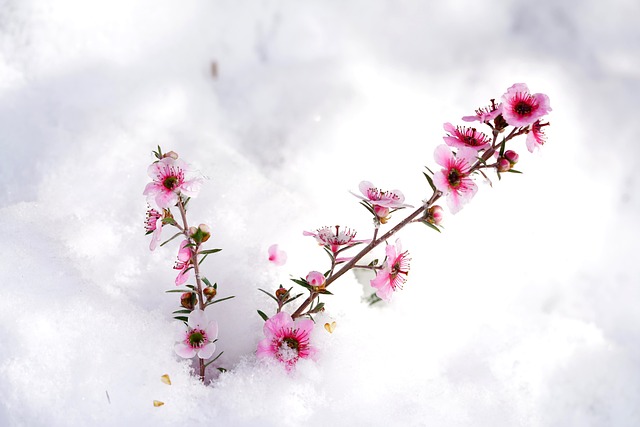 Snow Winter Flower - Free photo on Pixabay - Pixabay