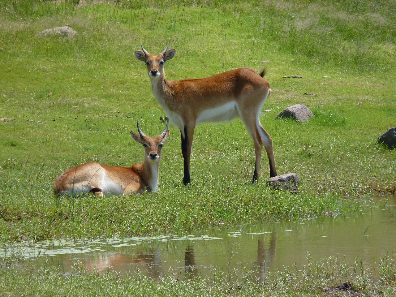 Lechwes Antelopes Africa Marsh - Free photo on Pixabay