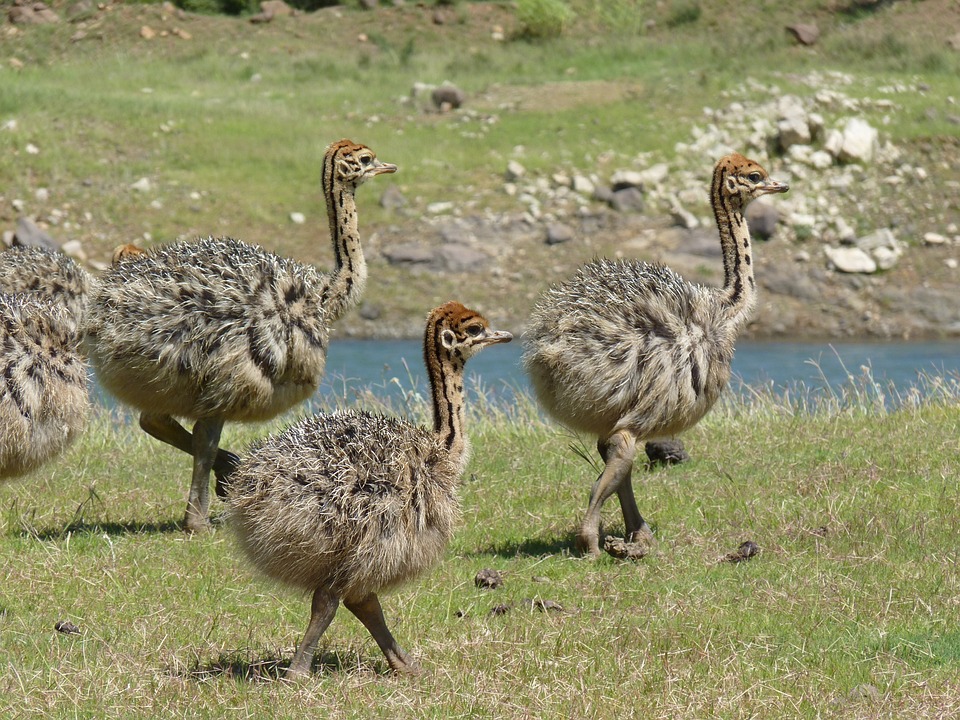 Ostriches Bird Bouquet Ostrich - Free photo on Pixabay