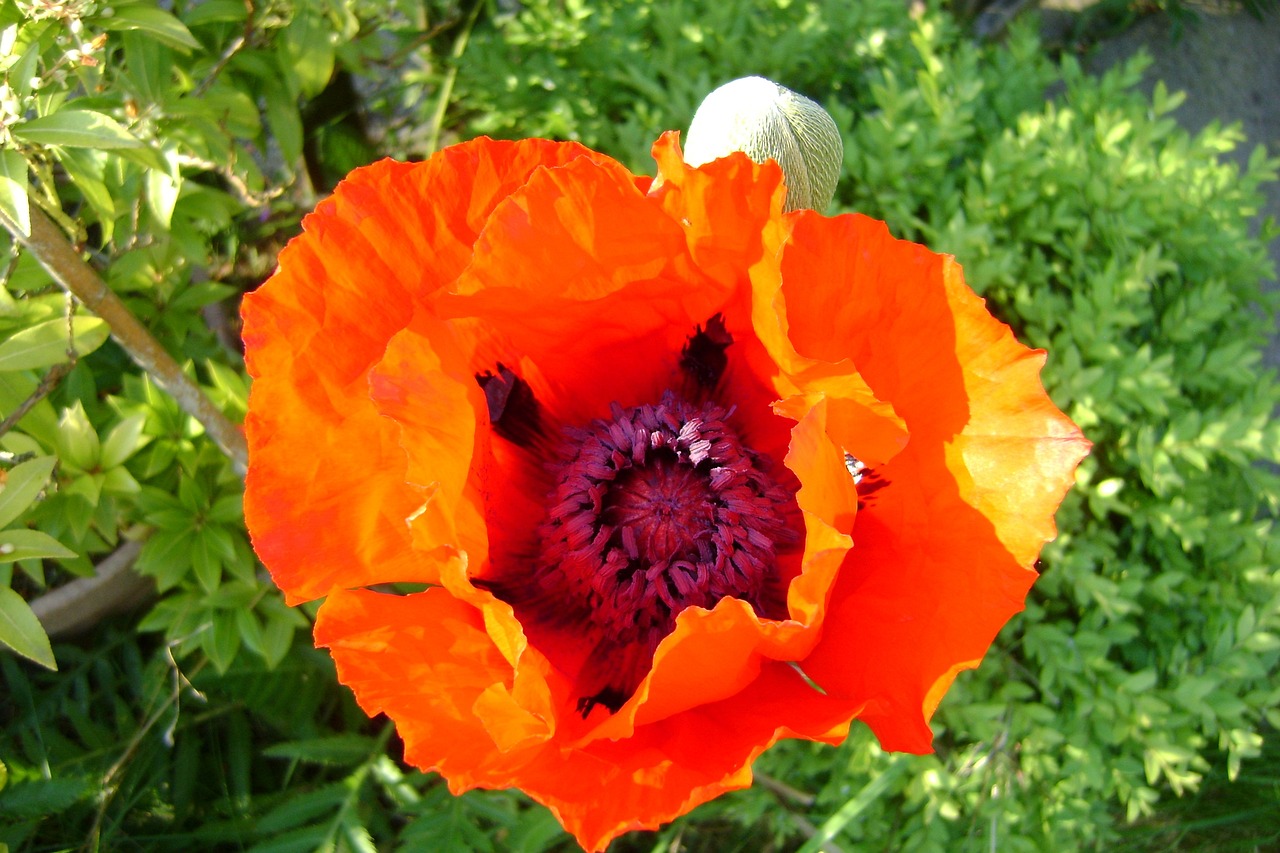 Seul Orange Pavot Pleine Floraison - Photo gratuite sur Pixabay - Pixabay