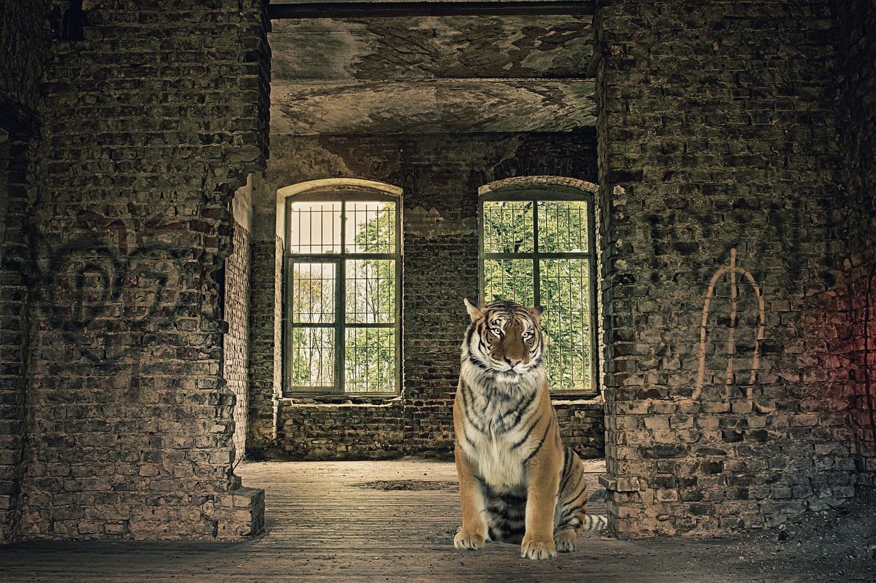Tigre Animal Félin - Photo gratuite sur Pixabay - Pixabay