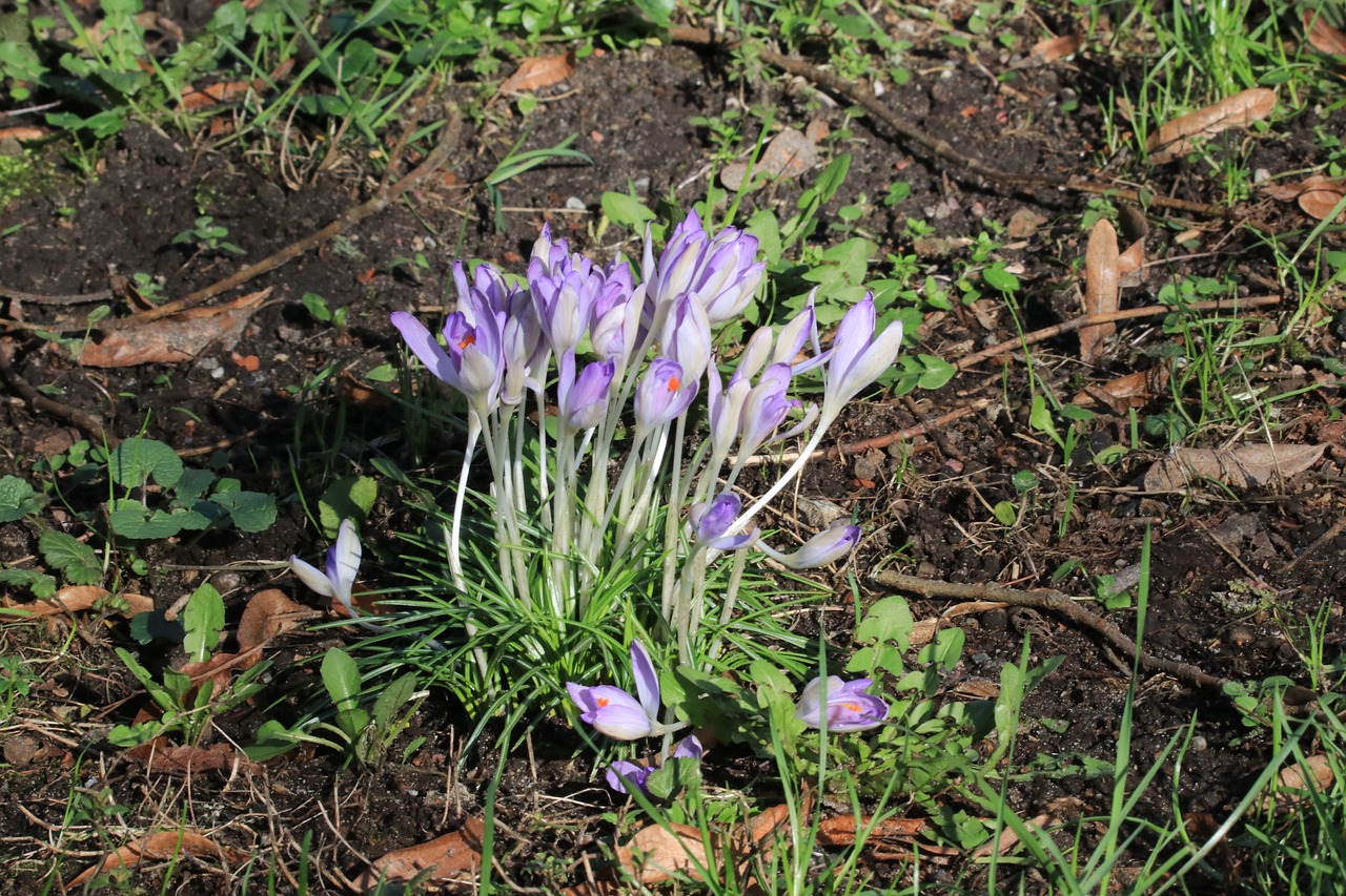 Signs Of Spring Crocus Blossoms - Free photo on Pixabay - Pixabay