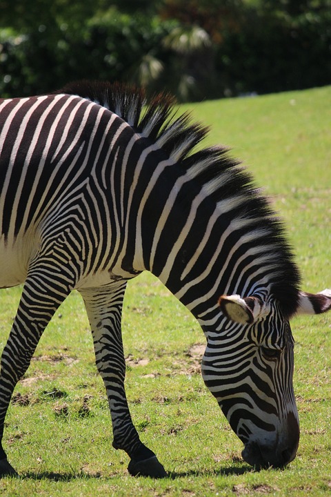 Zebras Zoo Zebra - Kostenloses Foto auf Pixabay - Pixabay