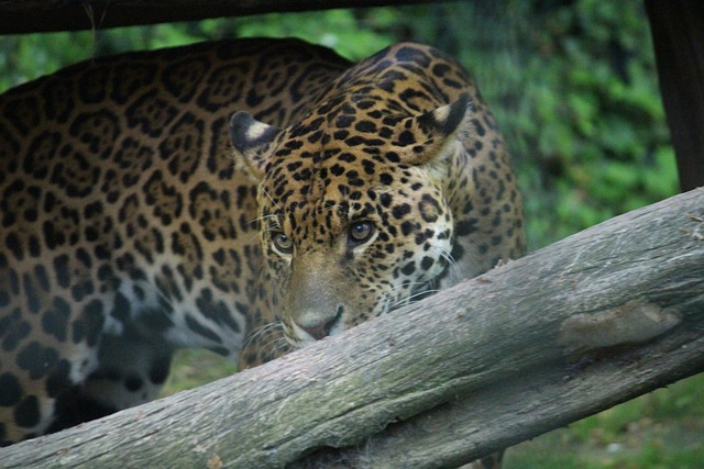 Panther Feline Savage - Free photo on Pixabay