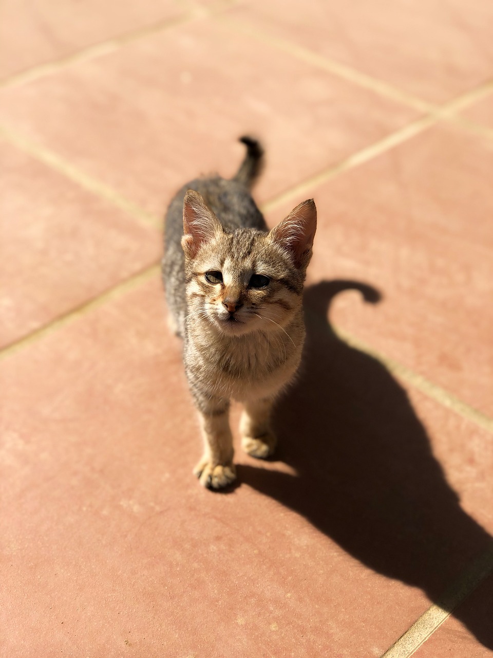 Cat Animal Small - Free photo on Pixabay - Pixabay