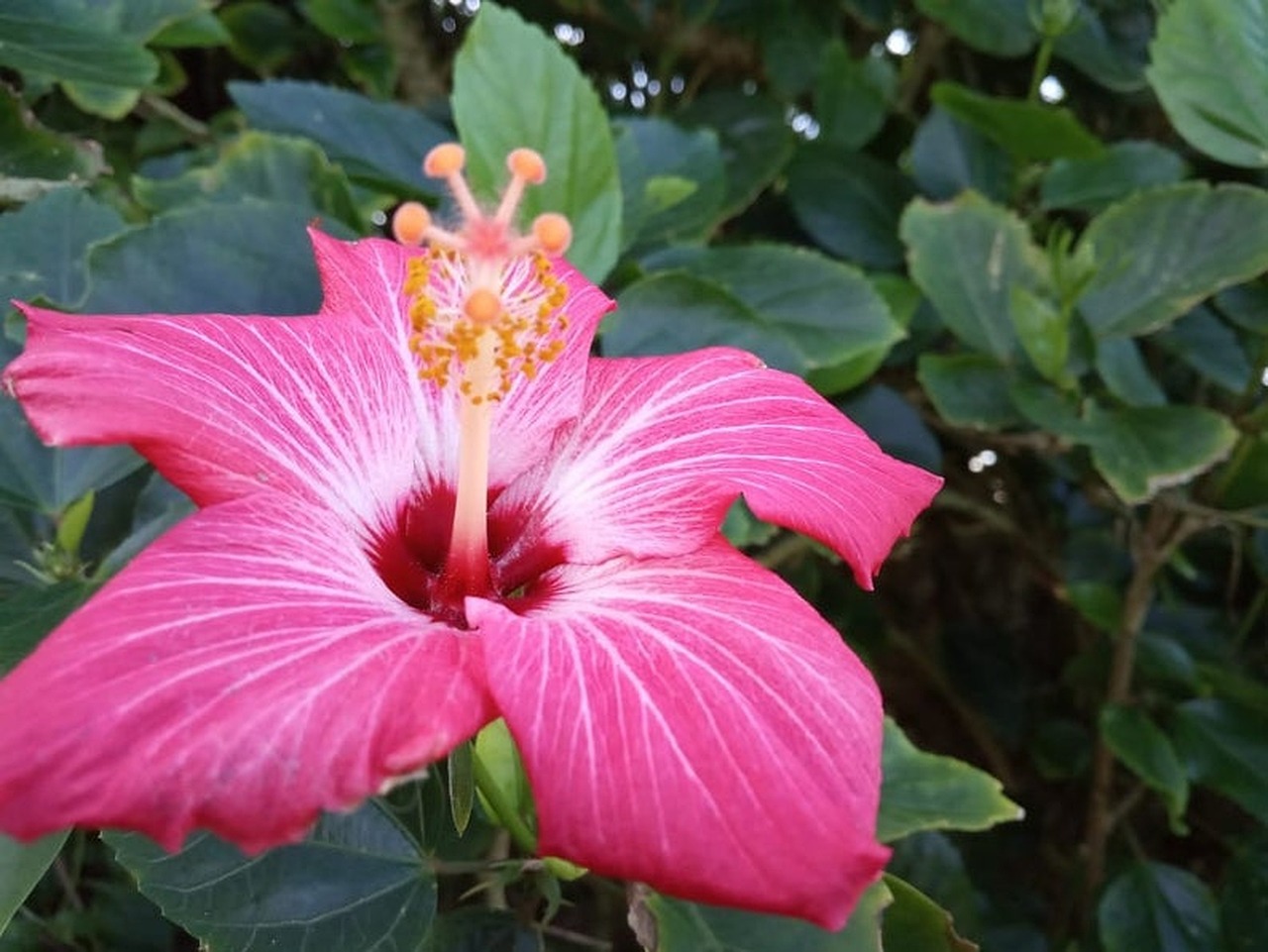 Hibiscus Fleur Rose - Photo gratuite sur Pixabay - Pixabay