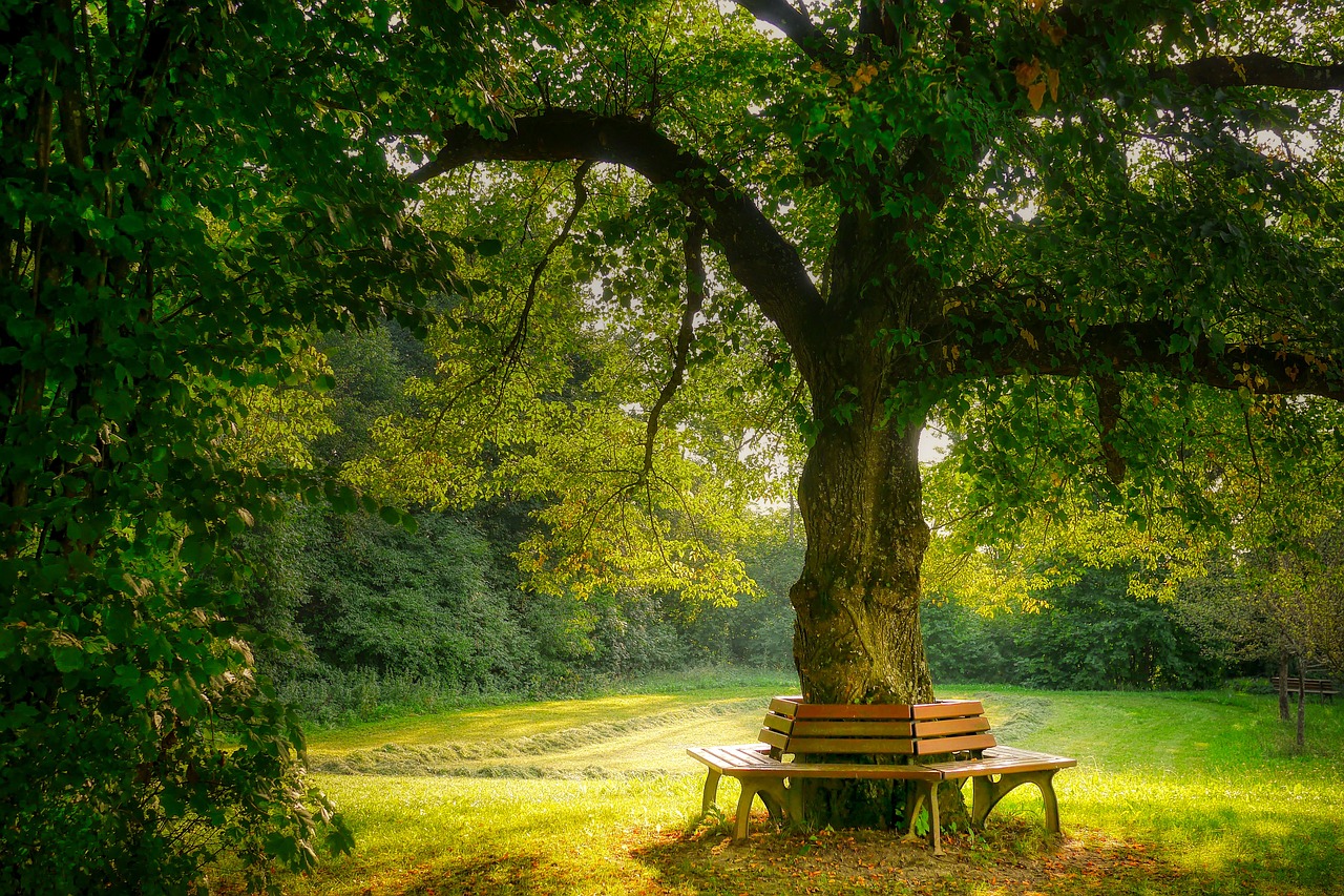 Bank Relax Tree The - Free photo on Pixabay