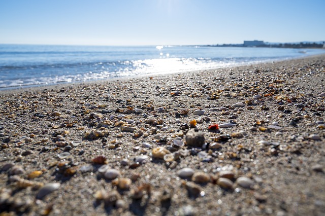 Muscheln Meer Strand - Kostenloses Foto auf Pixabay