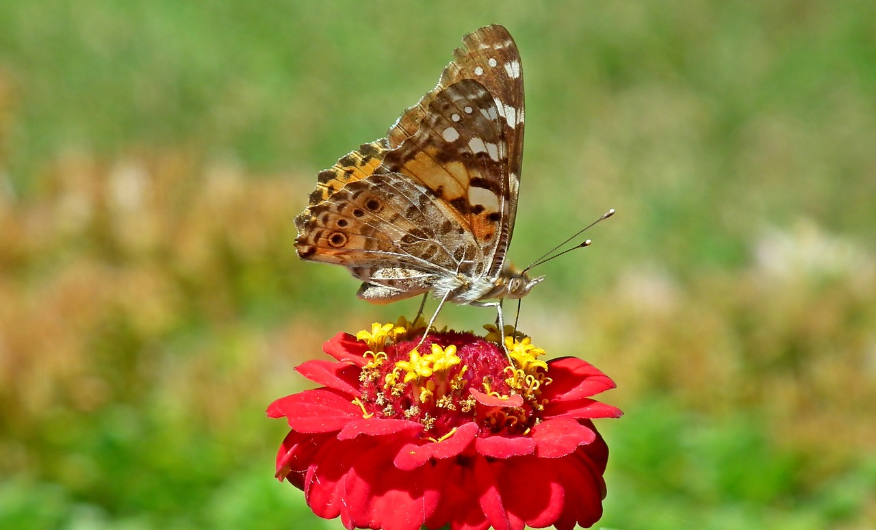 Papillon Insecte Zinnia - Photo gratuite sur Pixabay - Pixabay