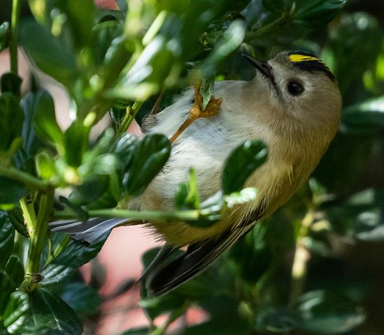 10+ Free Goldcrest & Bird Photos - Pixabay