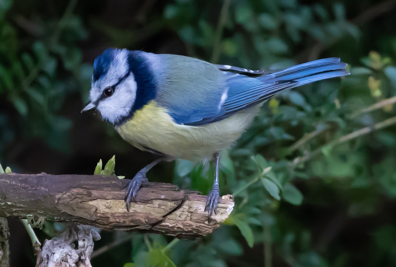 Blue Tit Feeding Small - Free photo on Pixabay - Pixabay