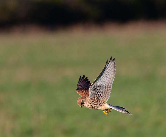 300+ Free Kestrel & Falcon Images - Pixabay