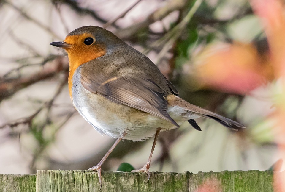 Robin Redbreast Perched On Fence - Free photo on Pixabay - Pixabay