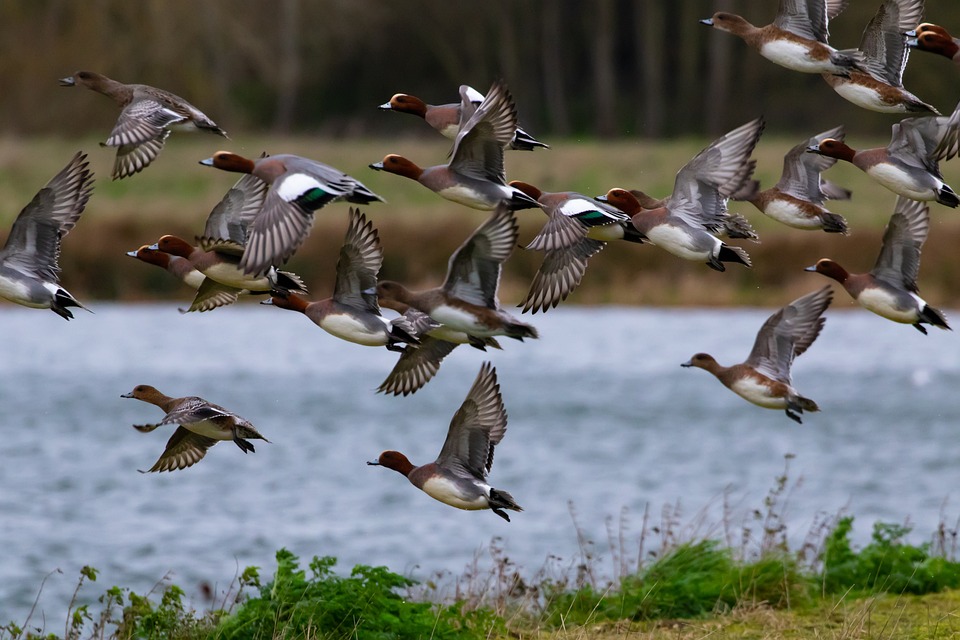 Wigeon Duck Male - Free photo on Pixabay